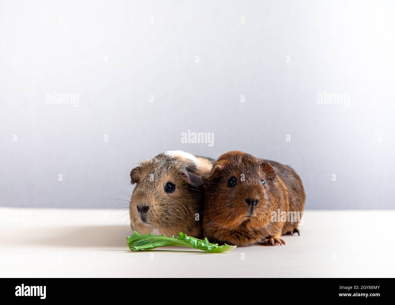 Beautiful guinea pig staring at camera and posing. Domestic guinea pig ...