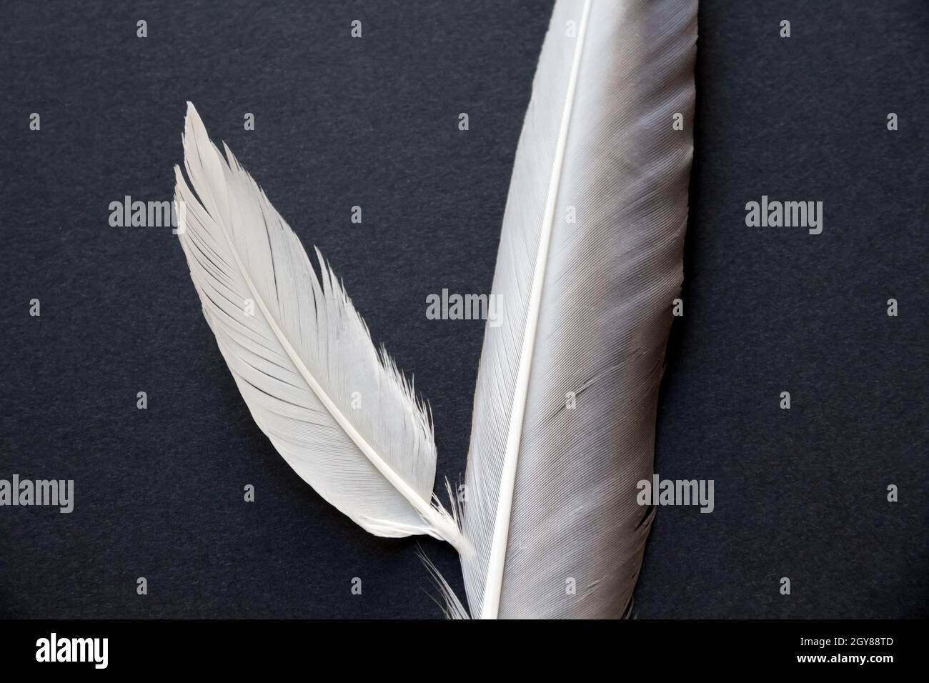 Two bird wing feather isolated on black background Stock Photo - Alamy
