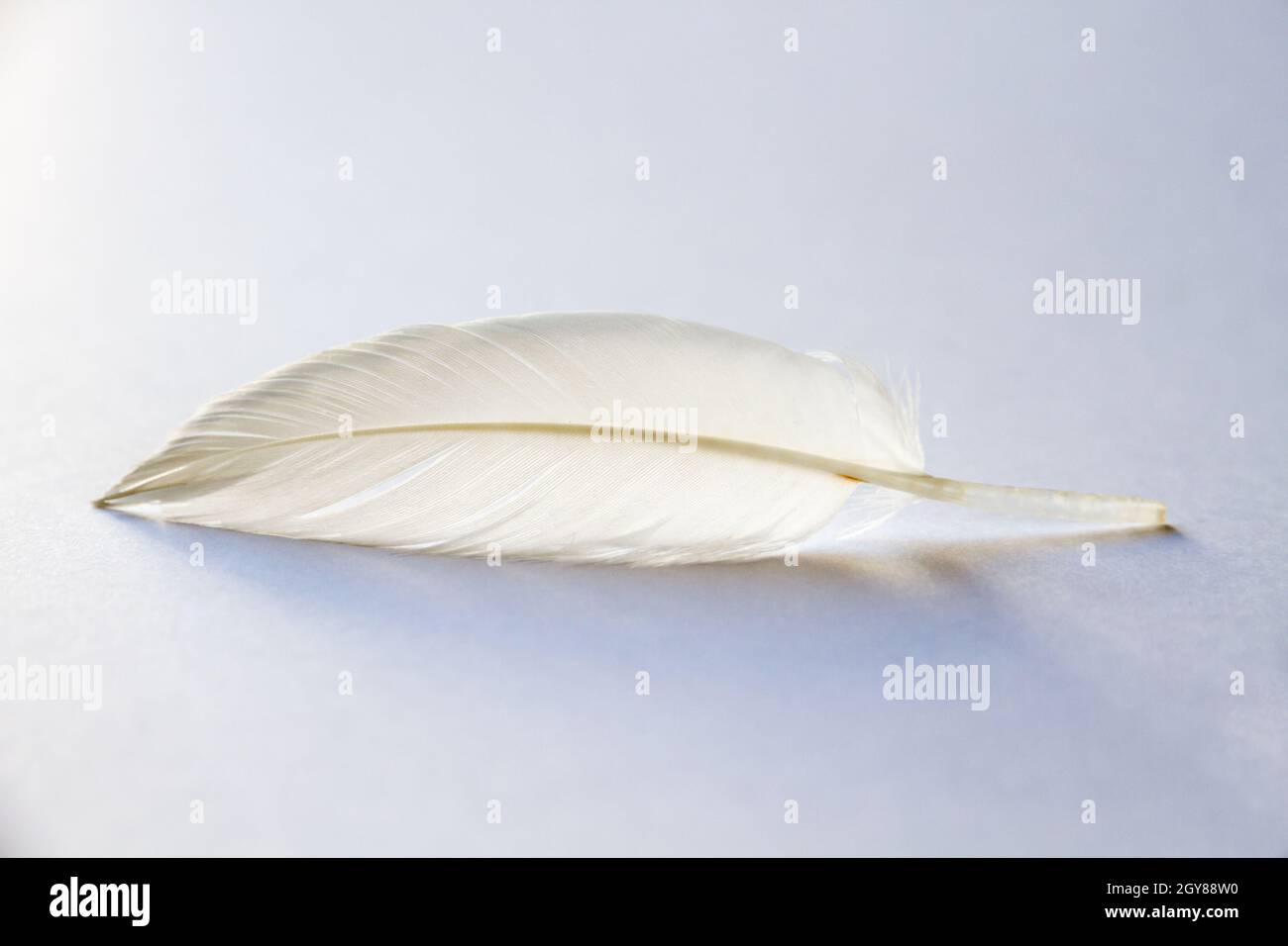 White bird wing feather on light background Stock Photo - Alamy