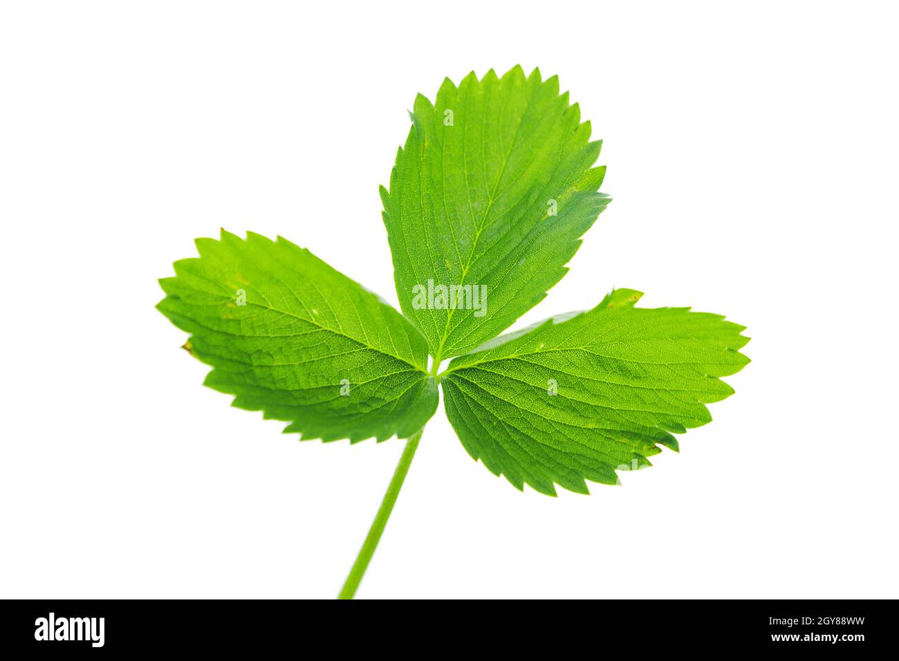 Green strawberry plant leaf isolated on white background Stock Photo ...