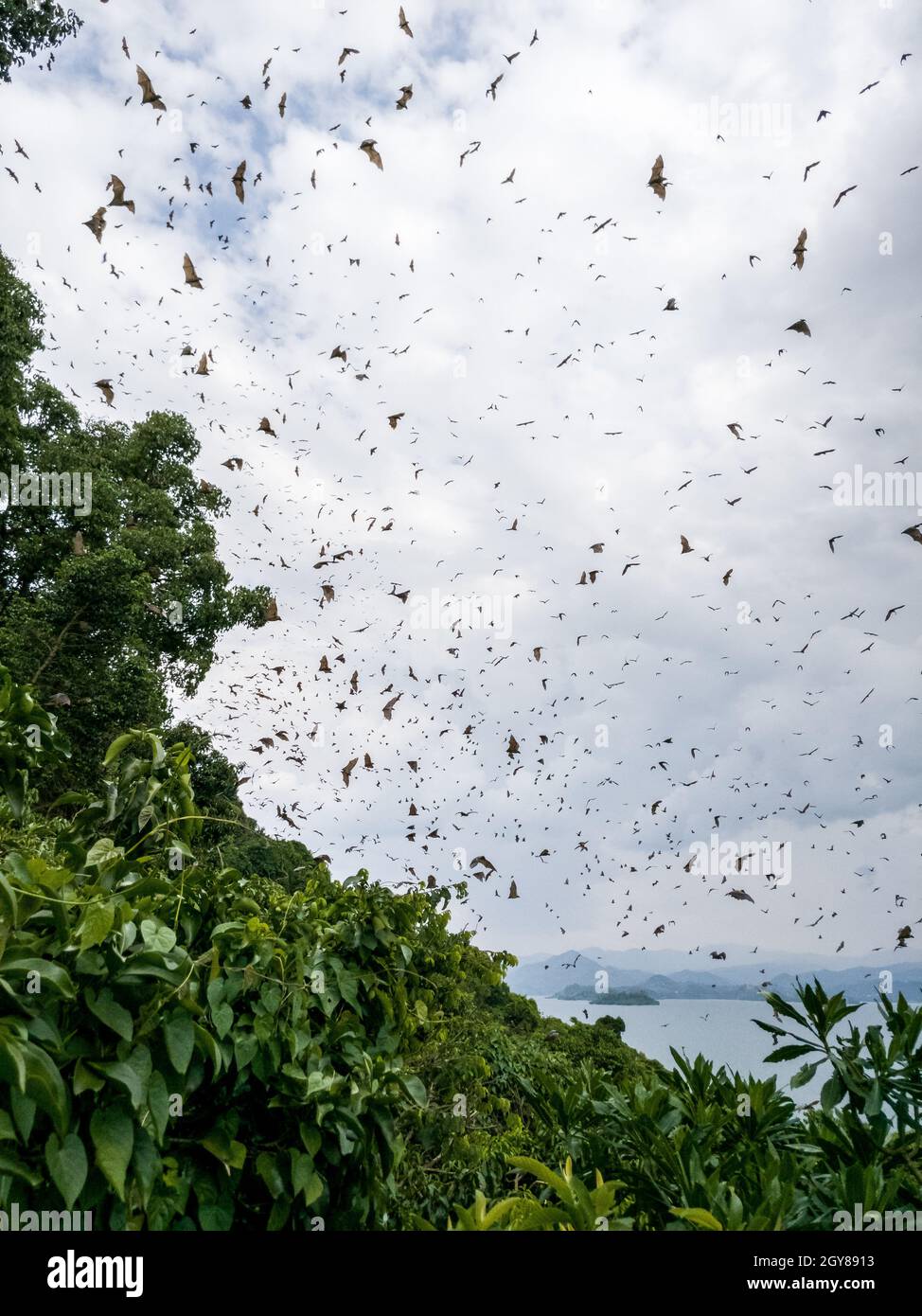 Flying Dogs/ Bat in Ruanda, Africa (Lake Kivu Stock Photo - Alamy