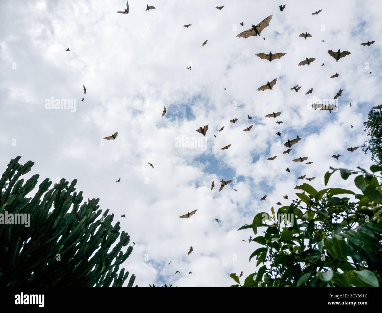 Flying Dogs/ Bat in Ruanda, Africa (Lake Kivu Stock Photo - Alamy