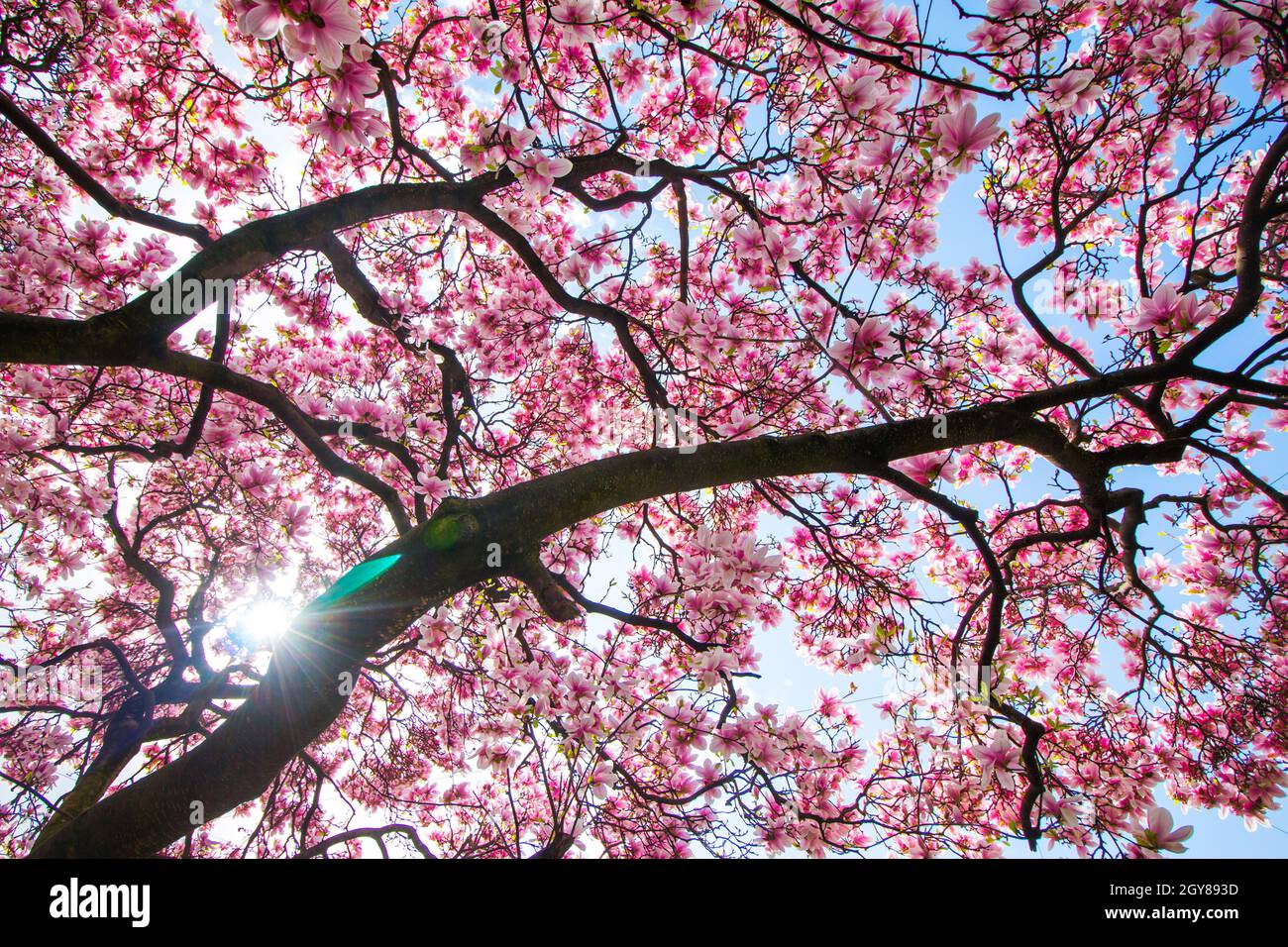Beautiful magnolia tree in a park, spring Stock Photo - Alamy