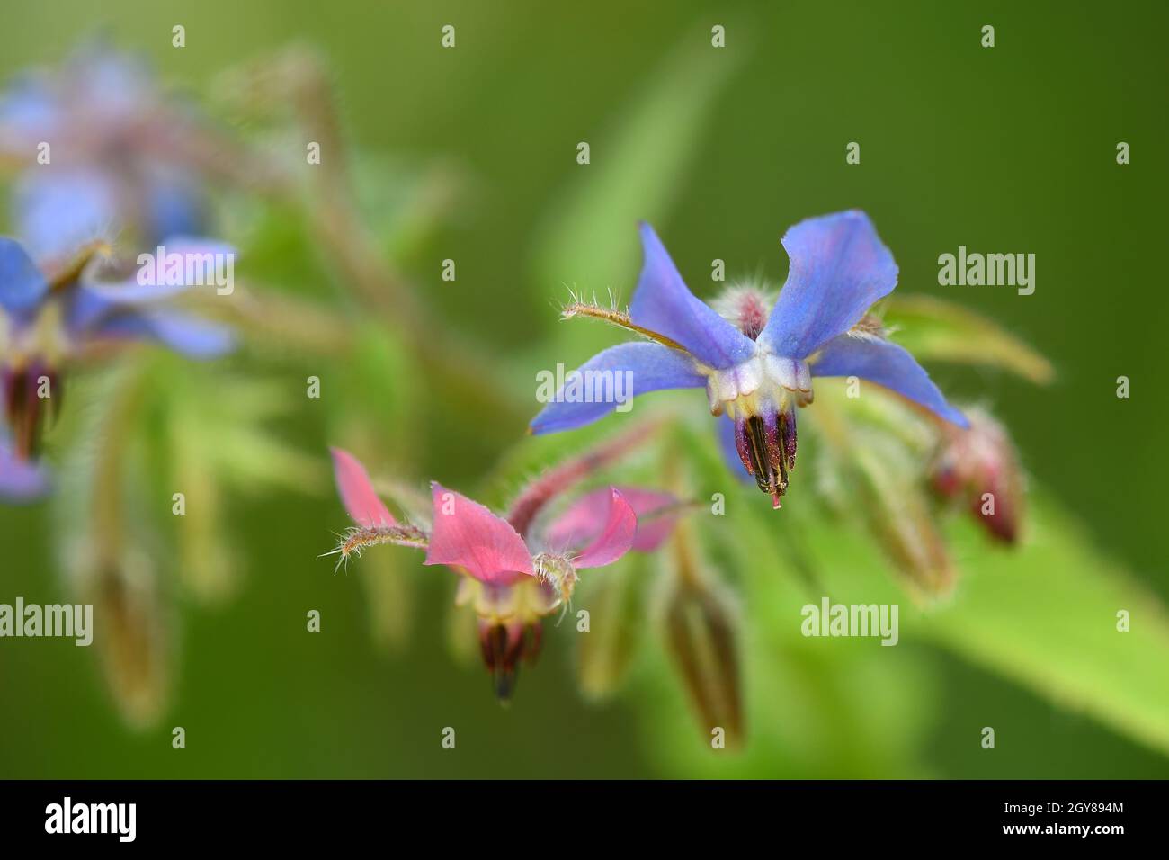 Borage, spice and medicinal herb with flower and bee Stock Photo - Alamy