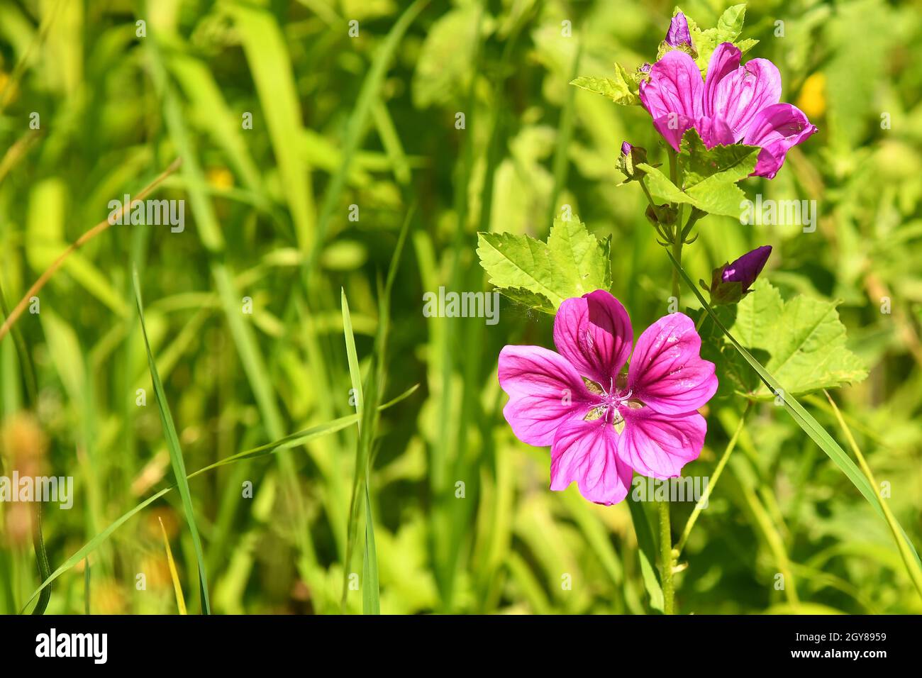 mallow, medicinal plant flower Stock Photo - Alamy