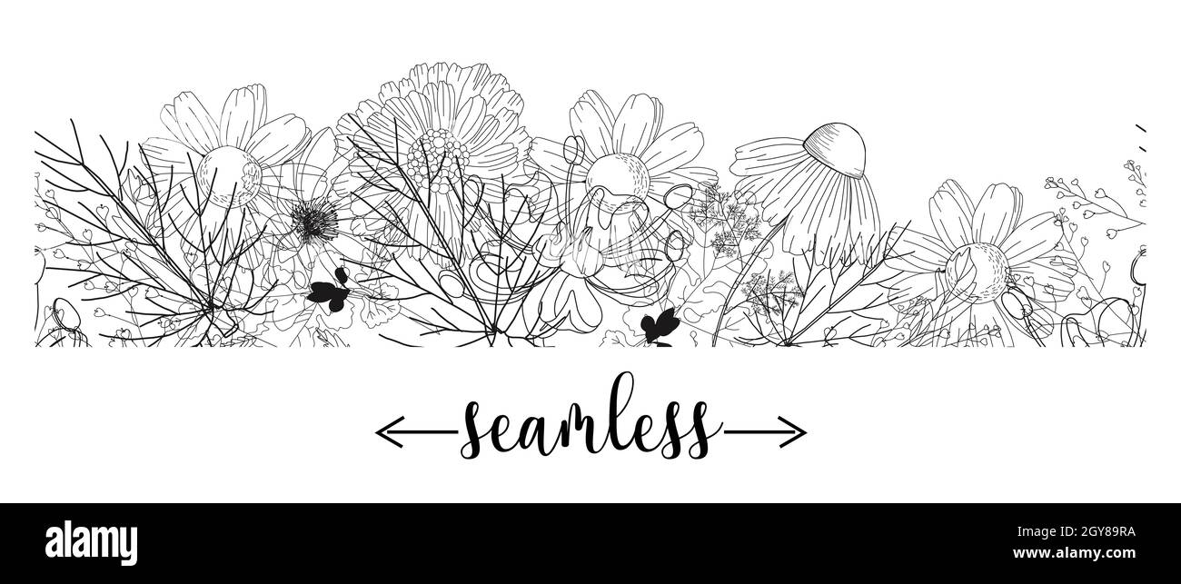 seamless border with medicinal herbs. vector template. Wild medicinal ...