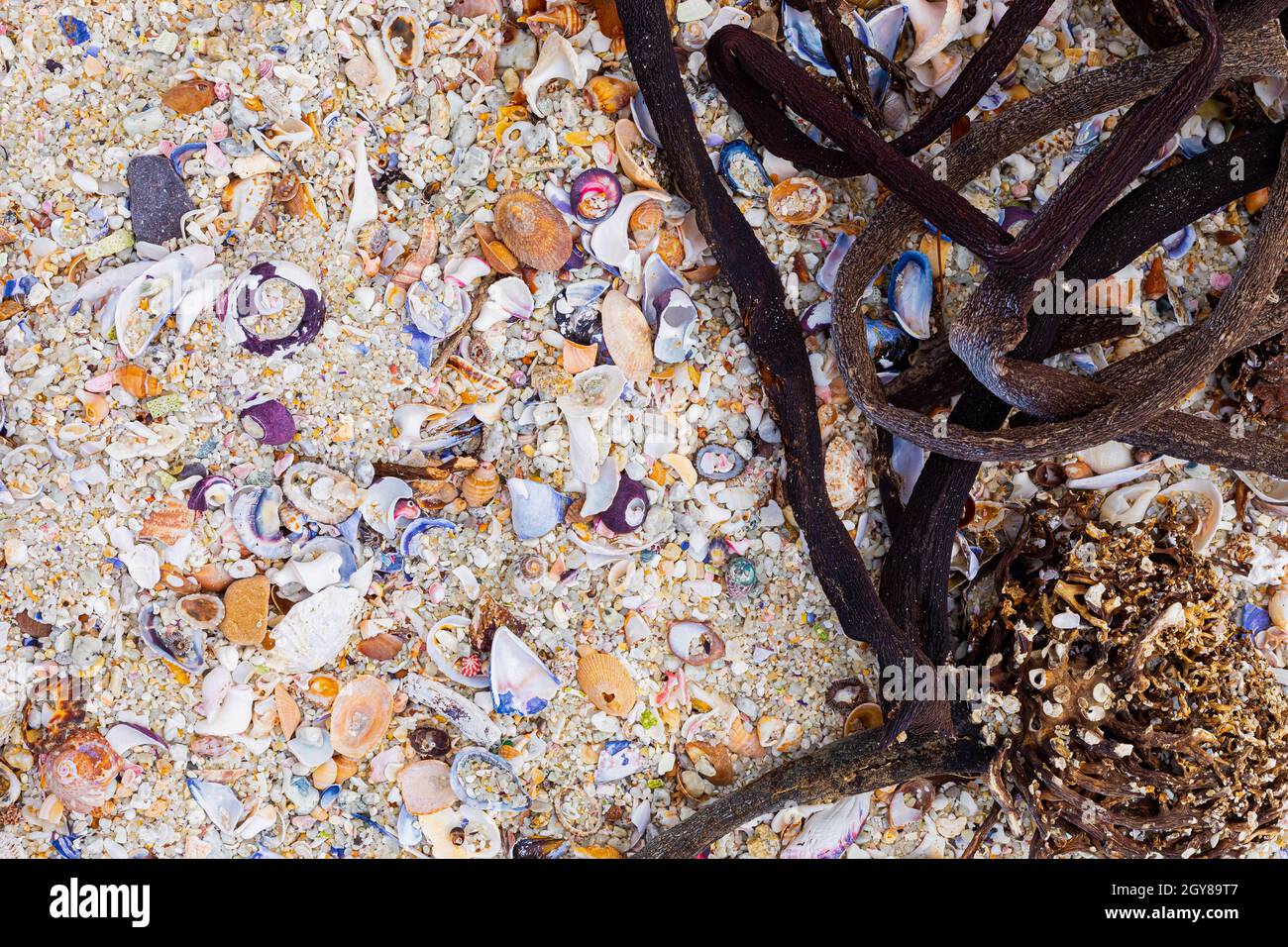 Overhead view of washed up and broken sea shells on sandy beach in Cape ...