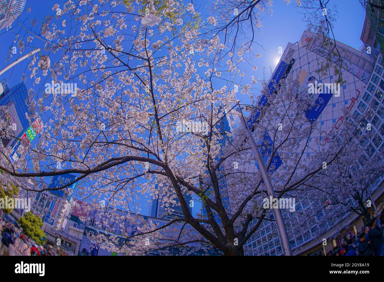 Shibuya Station of the cherry tree and the blue sky. Shooting Location ...