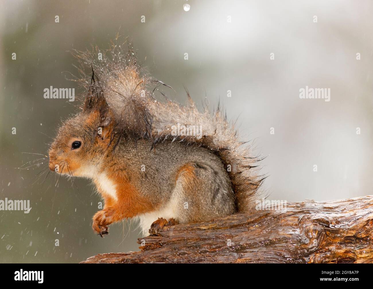 Wet red squirrel is standing in the rain hi-res stock photography and ...