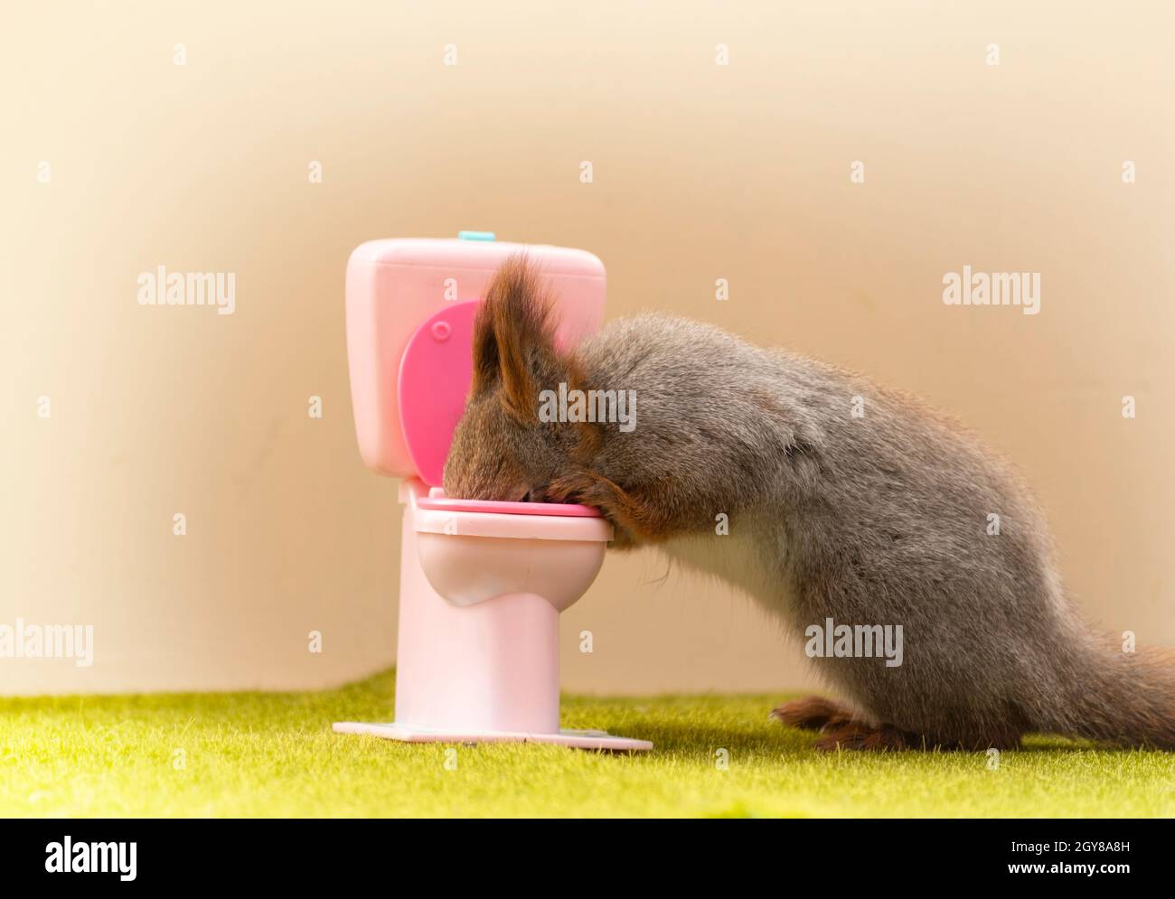 Toilet humour animal hi-res stock photography and images - Alamy