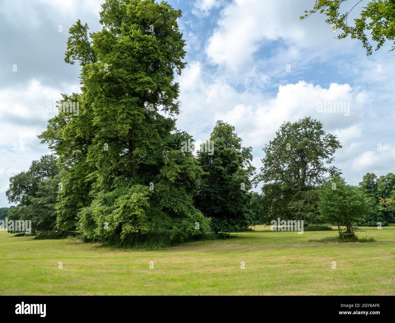 Beautiful trees in an English country park on a sunny summer day with a blue sky and white ...