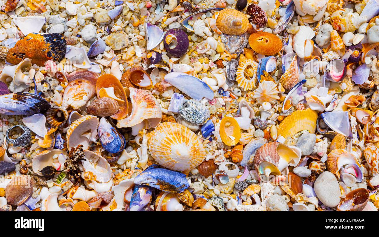 Overhead view of washed up and broken sea shells on sandy beach in Cape ...