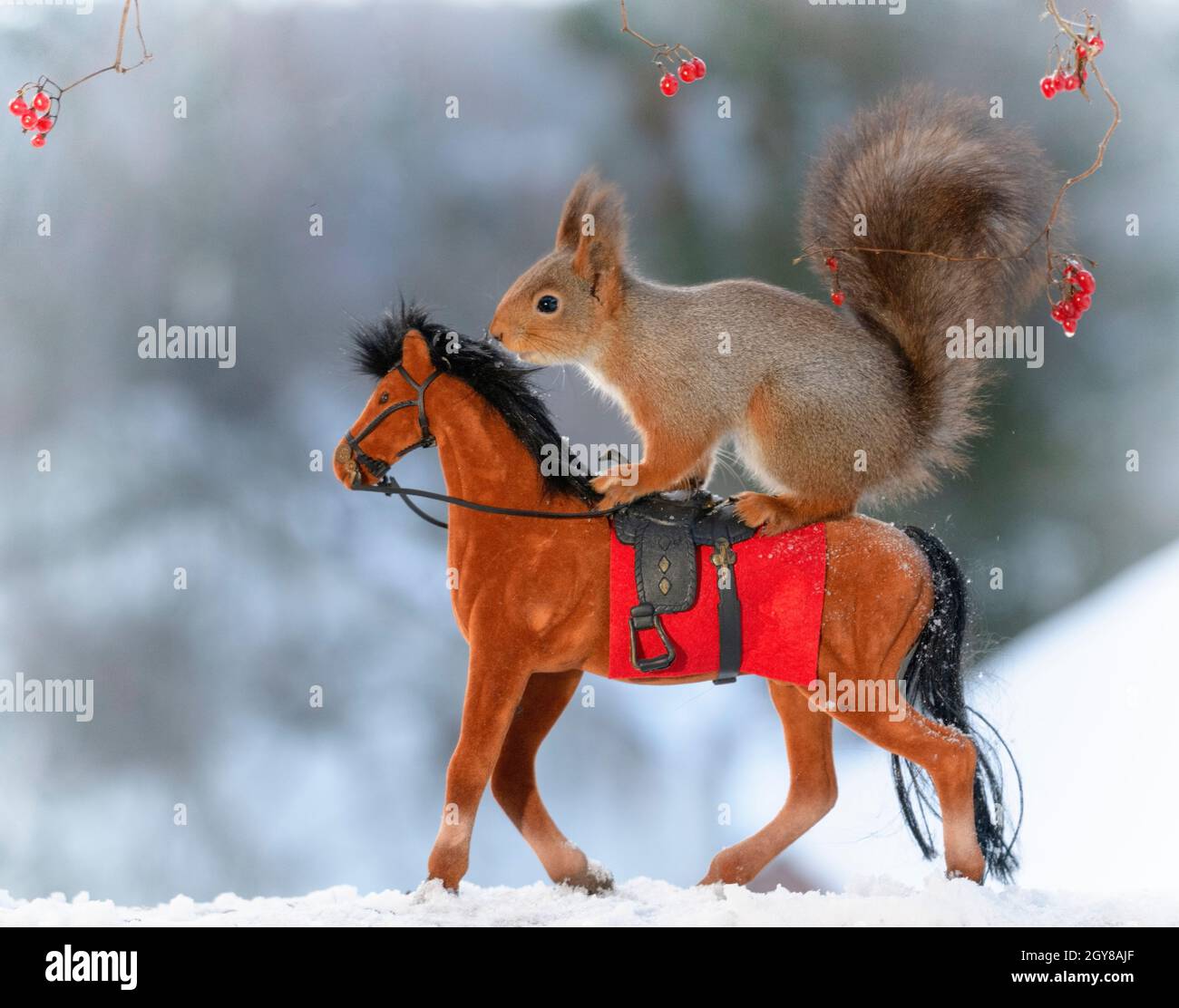 Red squirrel riding on a horse in snow Stock Photo - Alamy