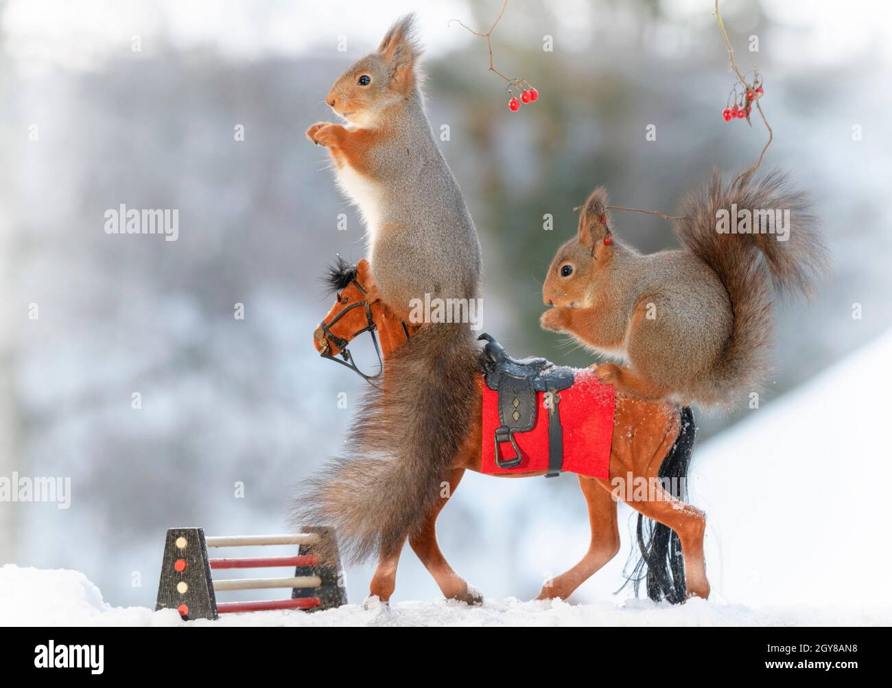 Eventing horse snow hi-res stock photography and images - Alamy