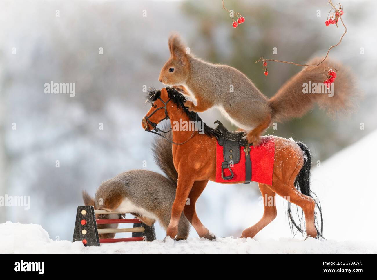 Eventing horse snow hi-res stock photography and images - Alamy