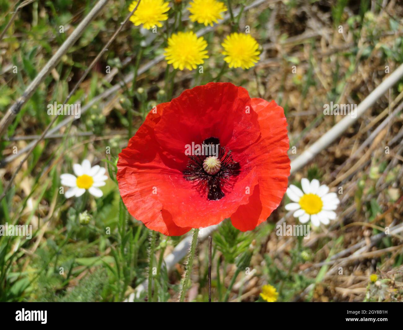 poppy flower red natural beauty wild petal color Stock Photo - Alamy