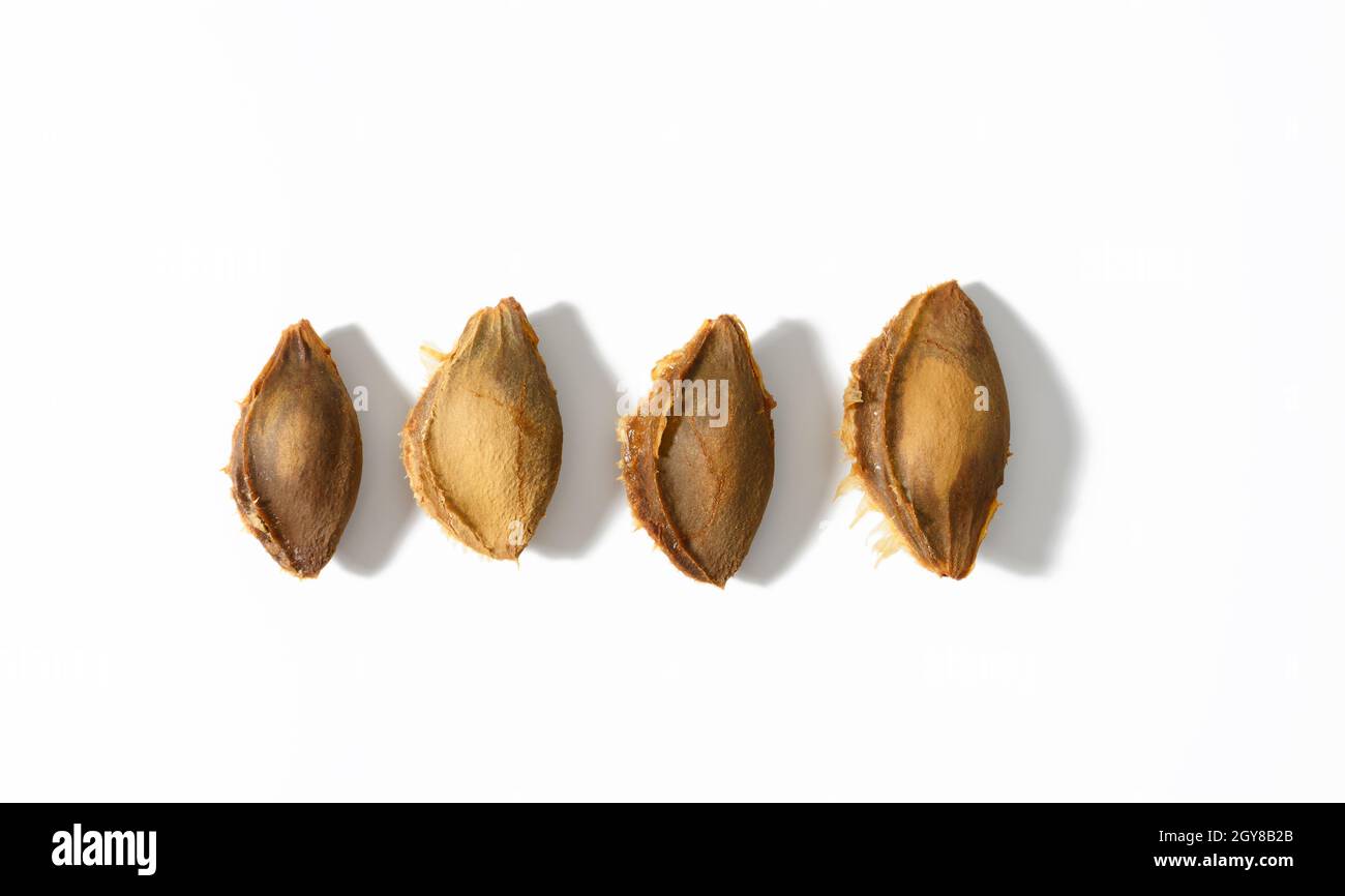 four apricot pits on a white background, top view Stock Photo - Alamy
