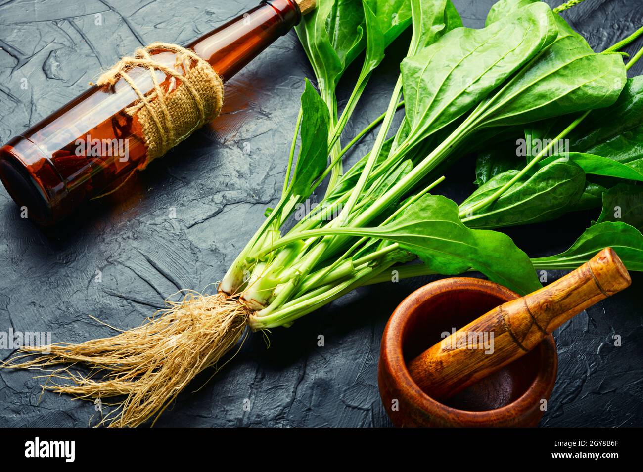 Plantain tincture in a glass bottle. Healing potion, herbal medicine ...