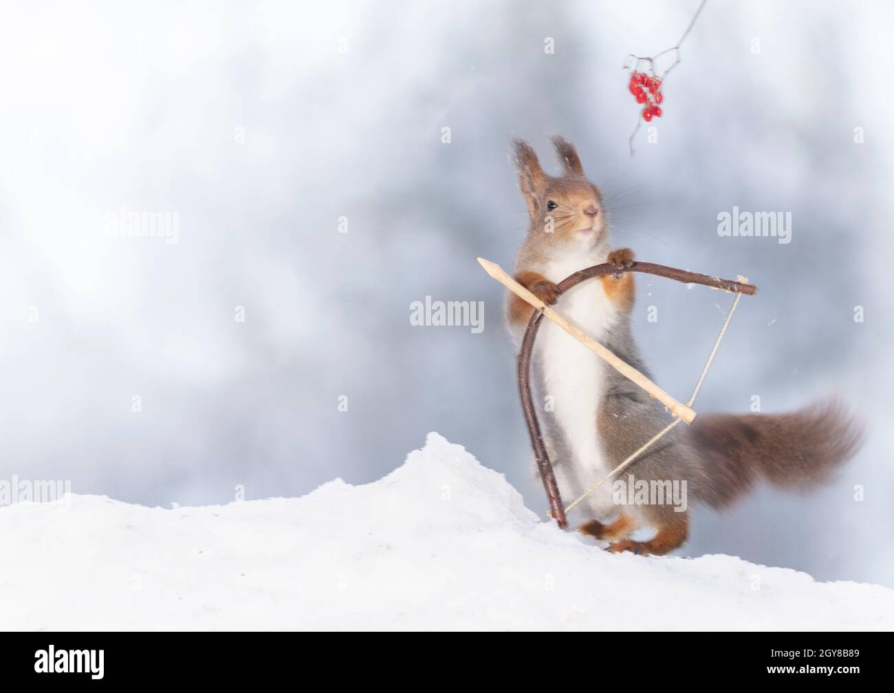 Squirrel and arrow hi-res stock photography and images - Alamy