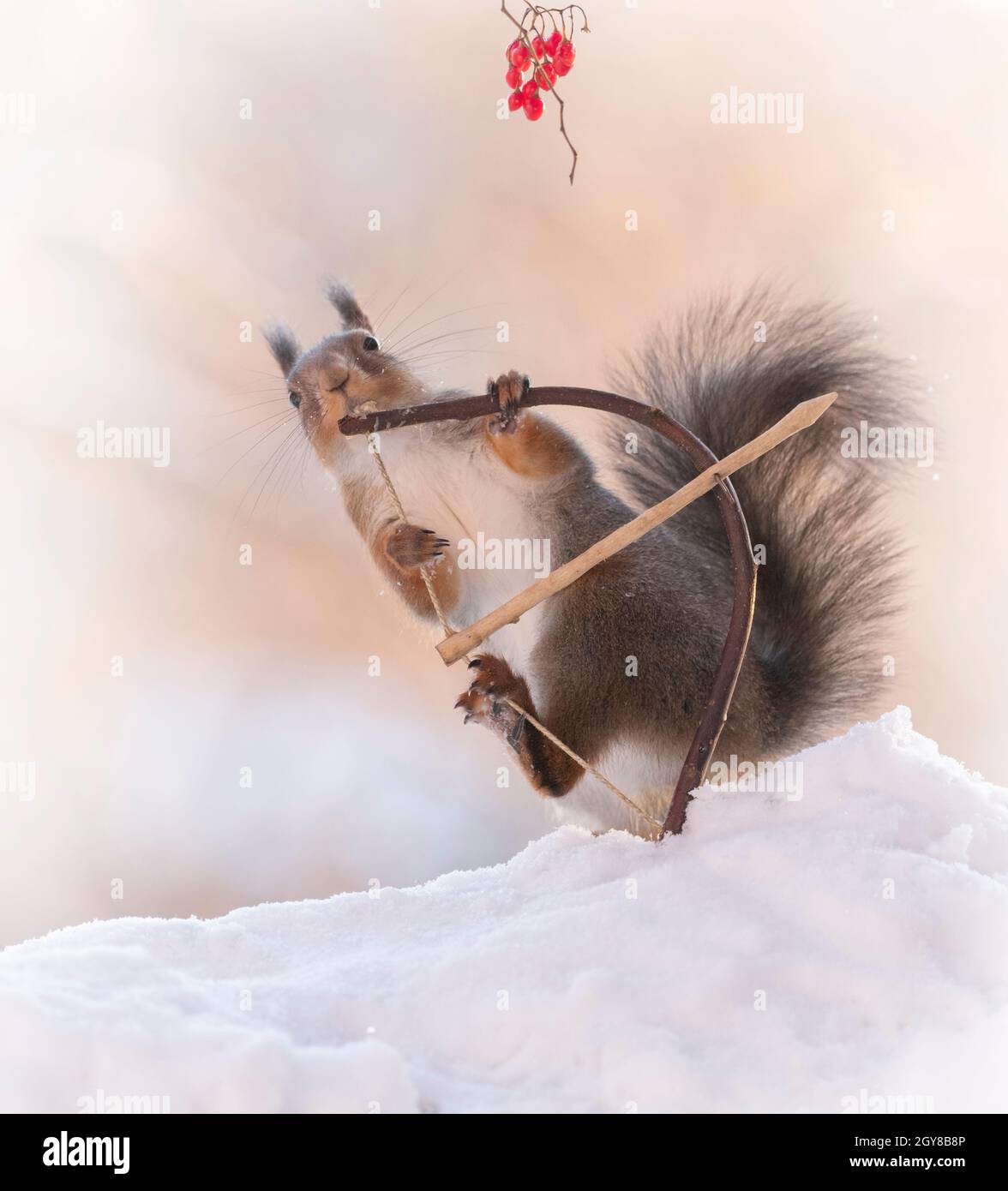 Squirrel and arrow hi-res stock photography and images - Alamy