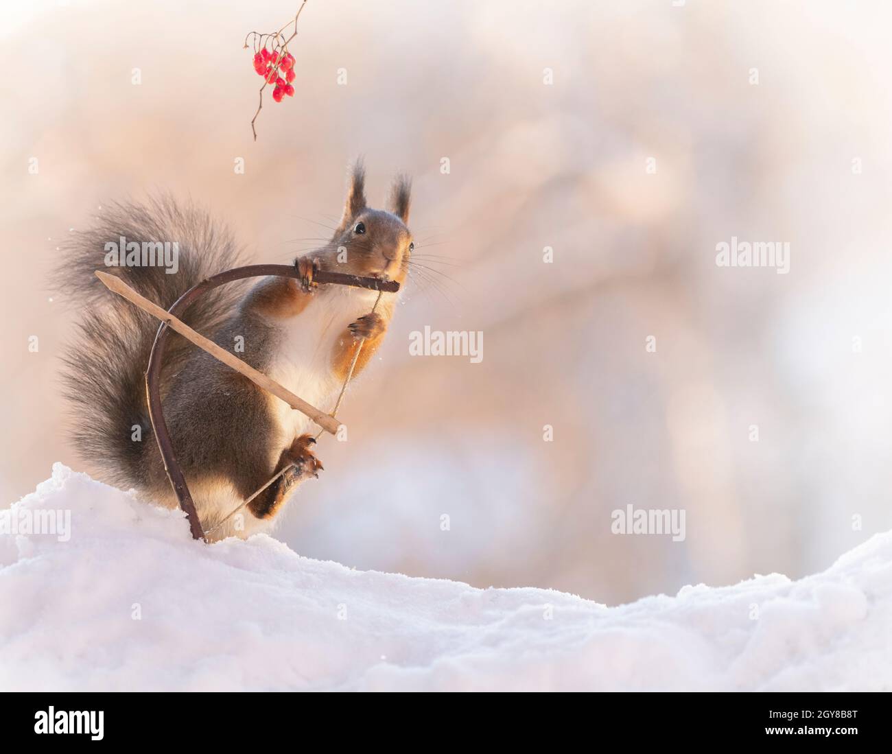 Squirrel and arrow hi-res stock photography and images - Alamy