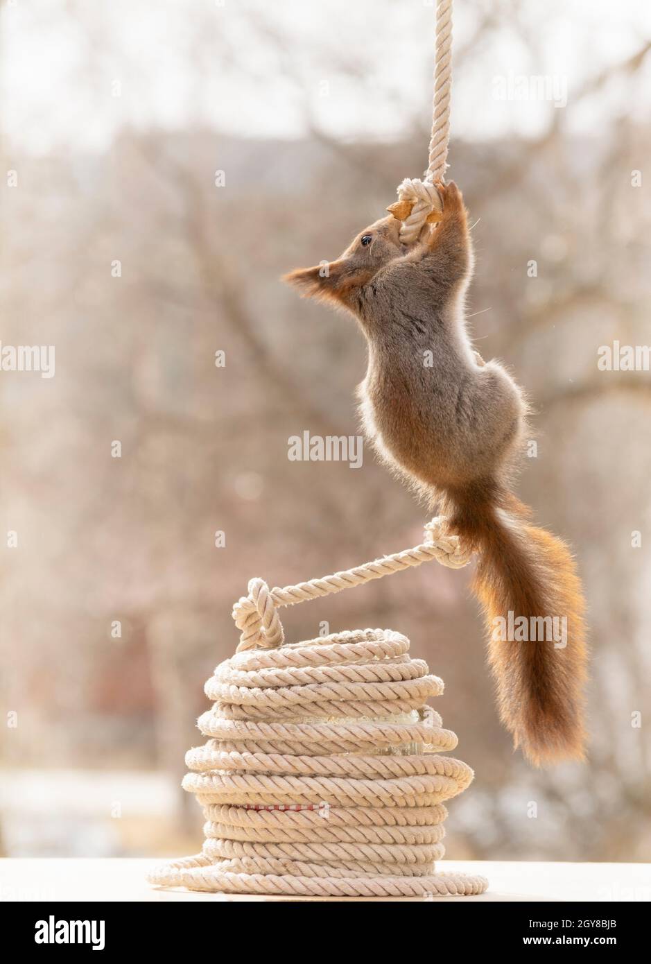 Animal climbing rope hi-res stock photography and images - Alamy