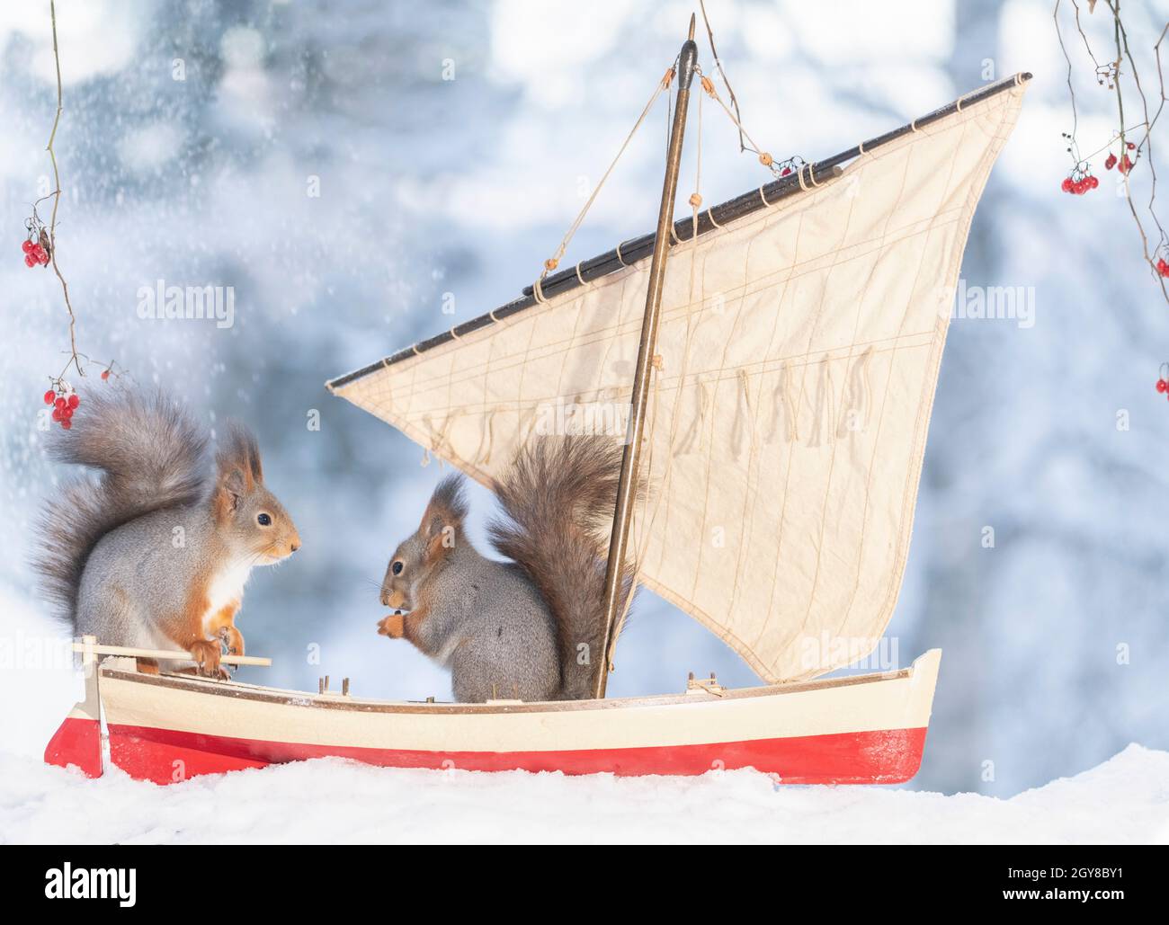 red squirrels sitting in an sailing boat Stock Photo - Alamy