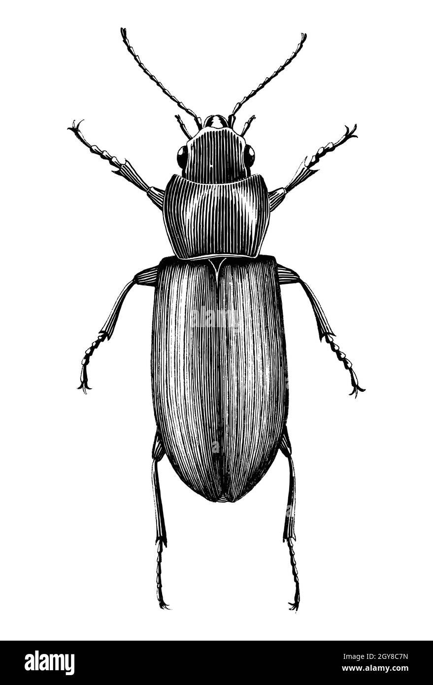 Black ground beetle hand draw vintage engraving style black and white ...