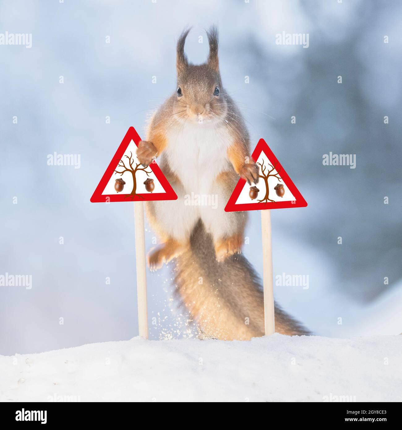 Squirrel warning hi-res stock photography and images - Alamy