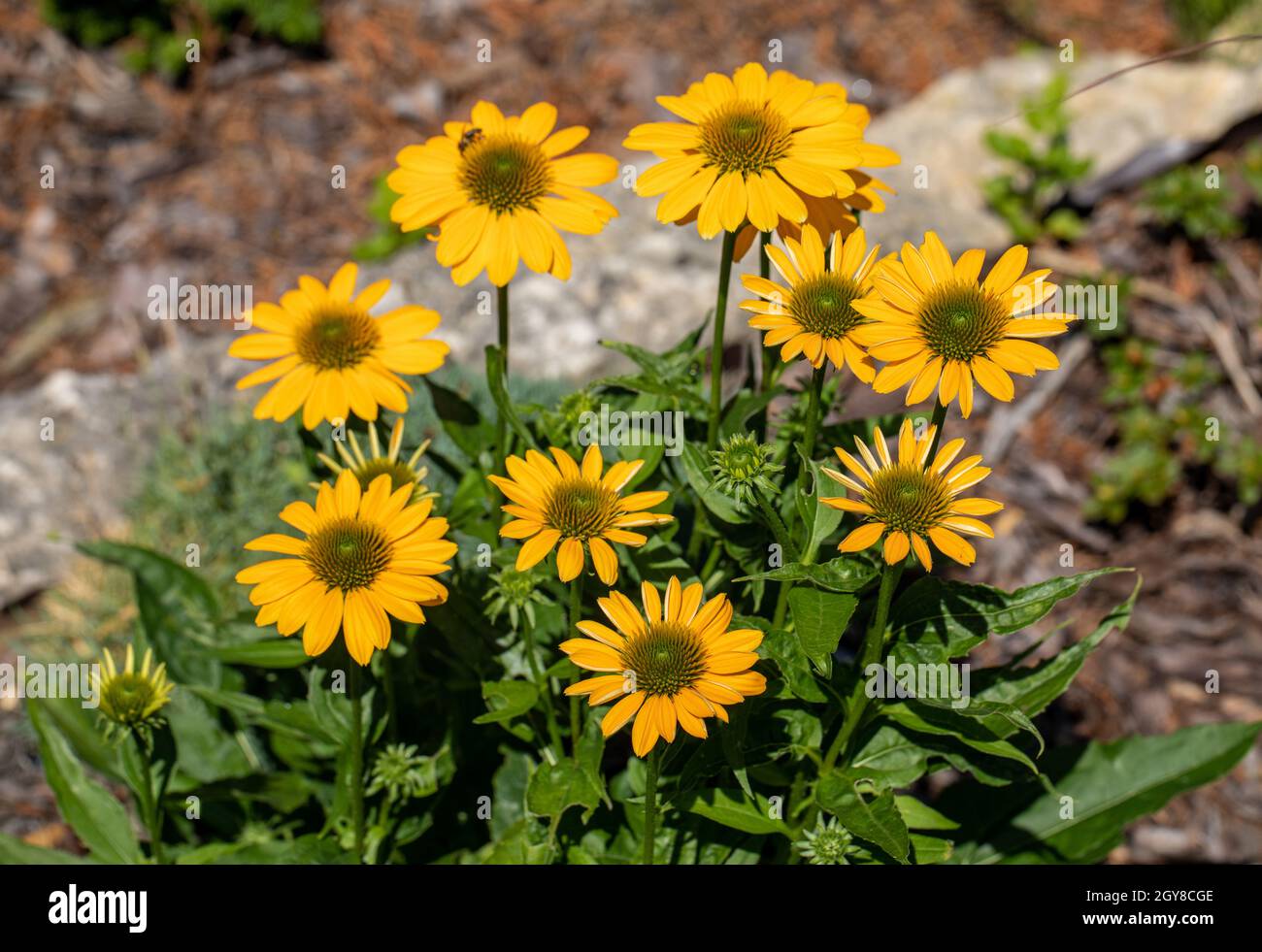 Flowers of Echinacea - an herb stimulating the immune system Stock ...