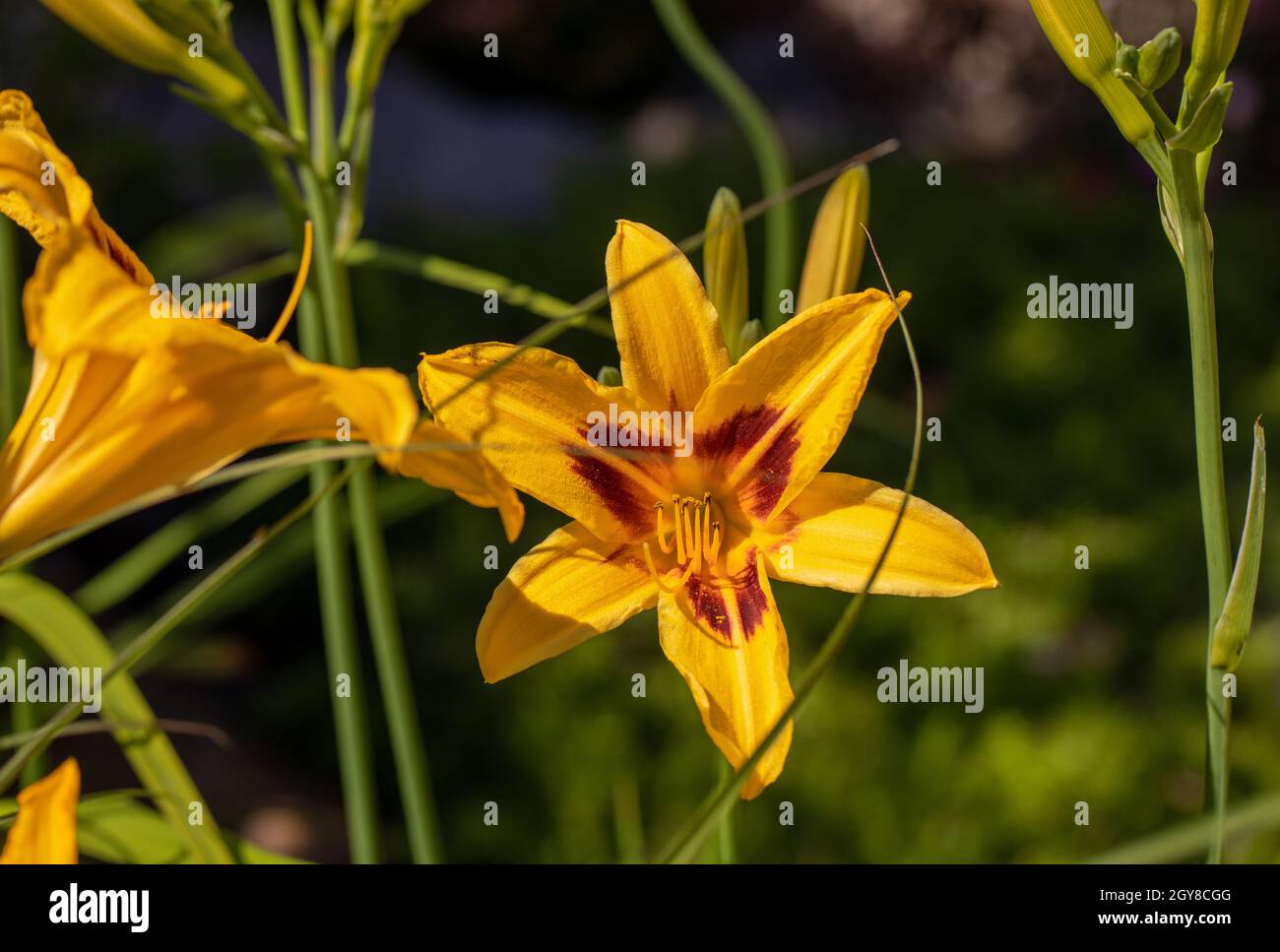 Beautiful colorful daylilies in a flower bed Stock Photo - Alamy