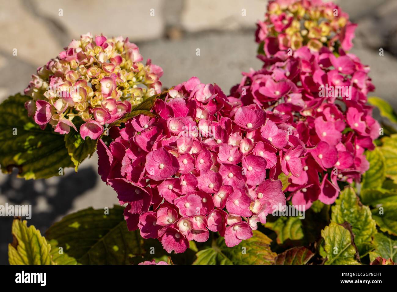 closeup of a beautiful red hydrangea in garden Stock Photo - Alamy