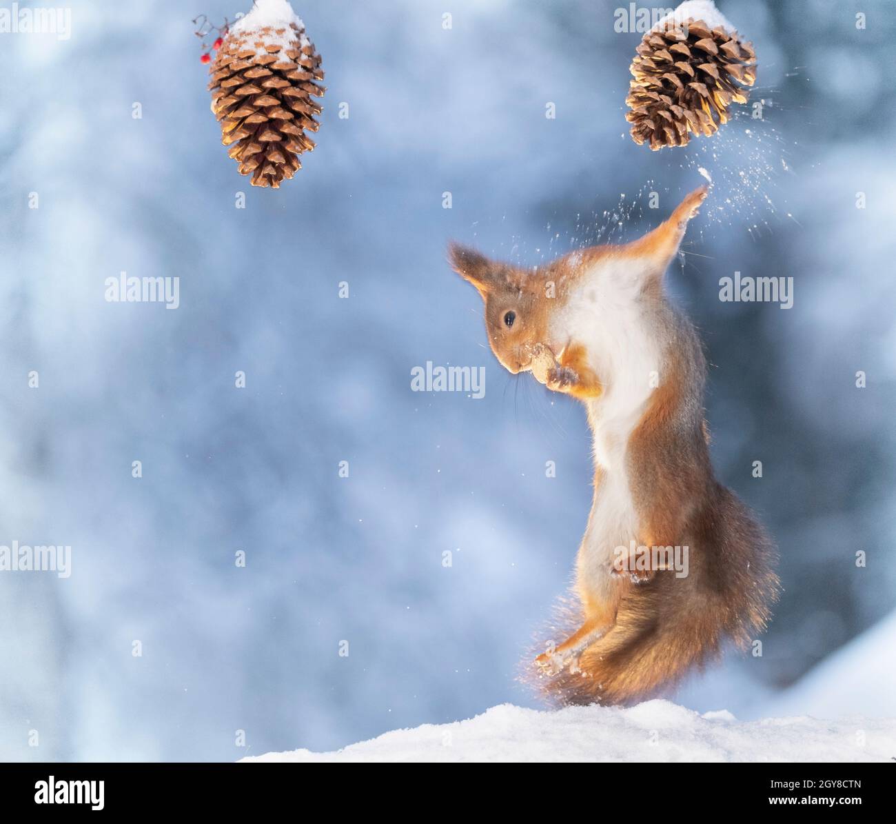 Snow falling from a tree hi-res stock photography and images - Alamy