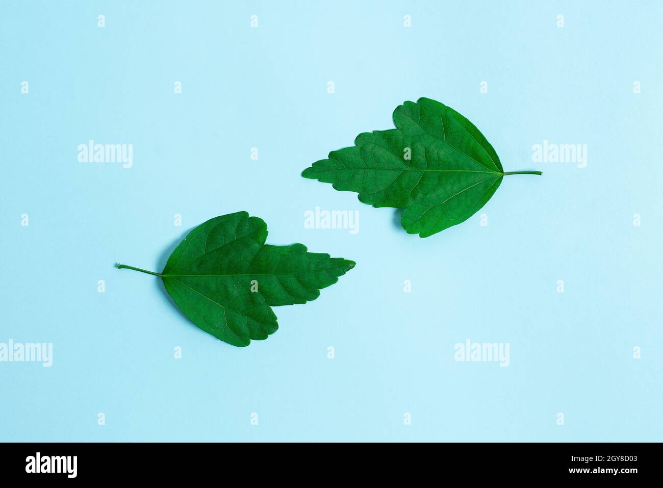 Two Objects Arranged Facing Inward Outward On a Separated Coloured ...