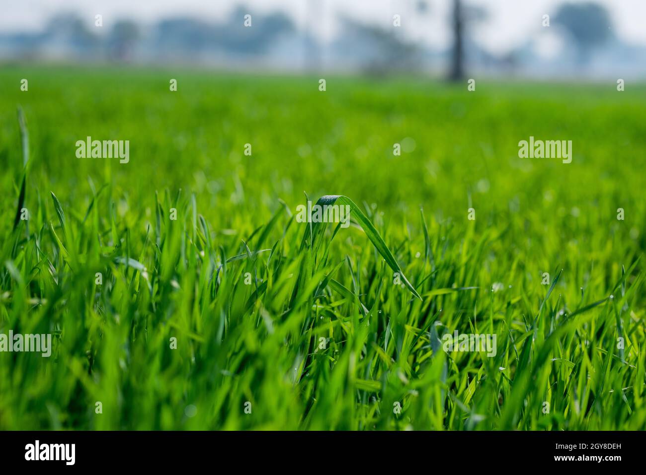Young wheat plants growing on the soil, Amazingly beautiful endless ...