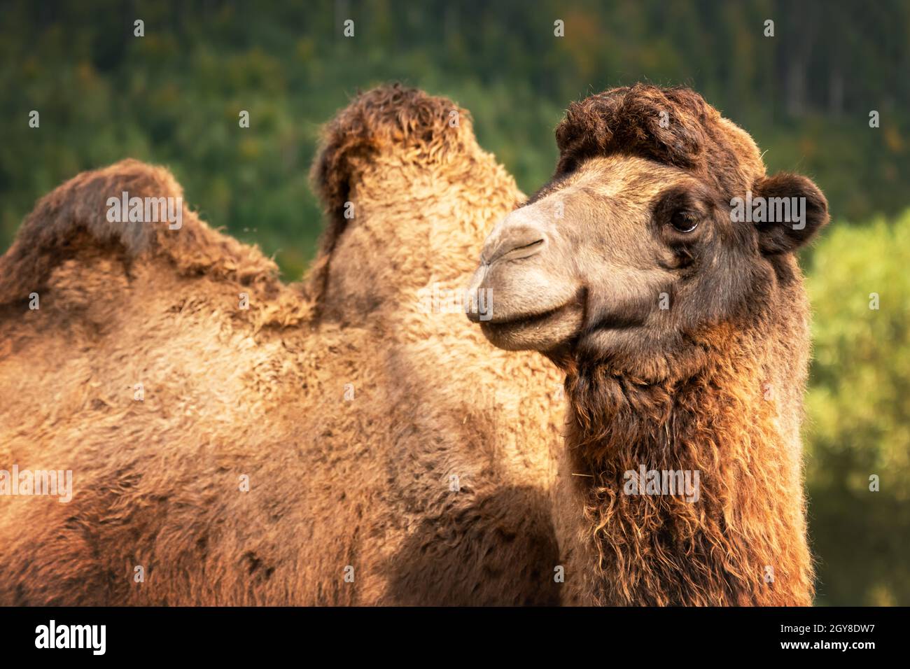 Brown camel portrait on green forest background. Animal photography ...