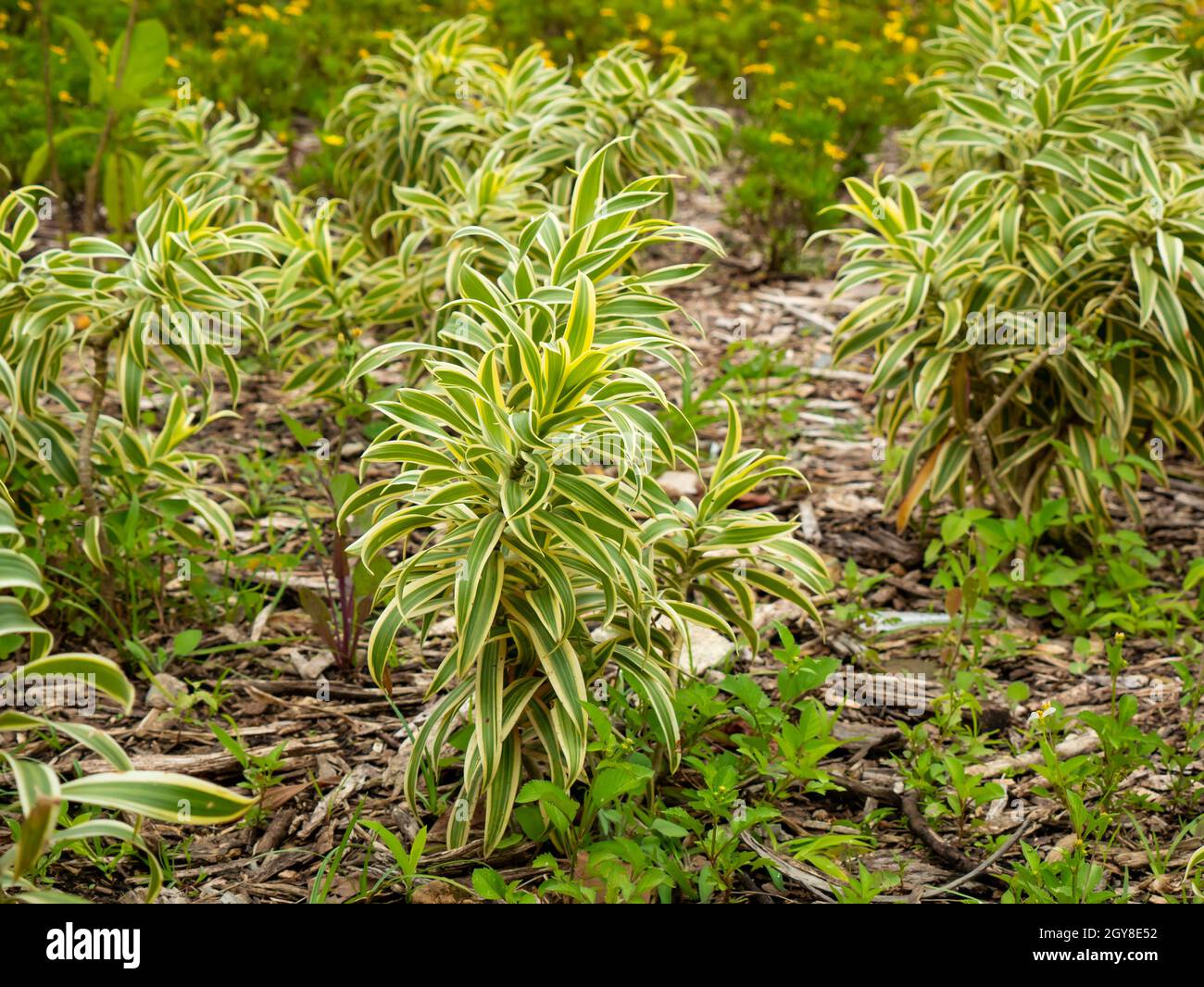 Song of india hi-res stock photography and images - Alamy