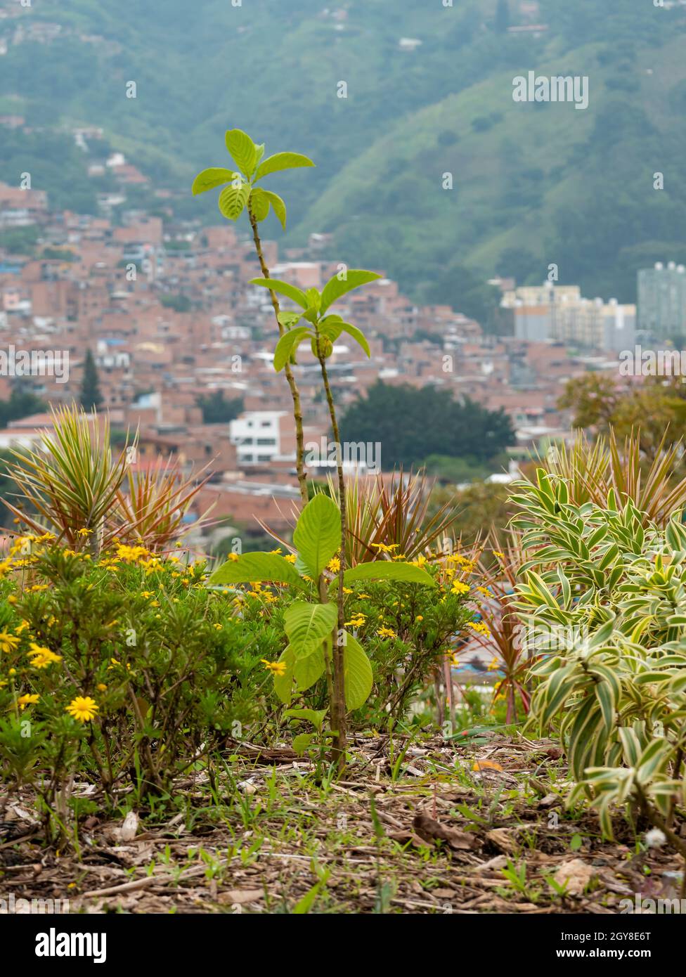 Guanabana hi-res stock photography and images - Alamy