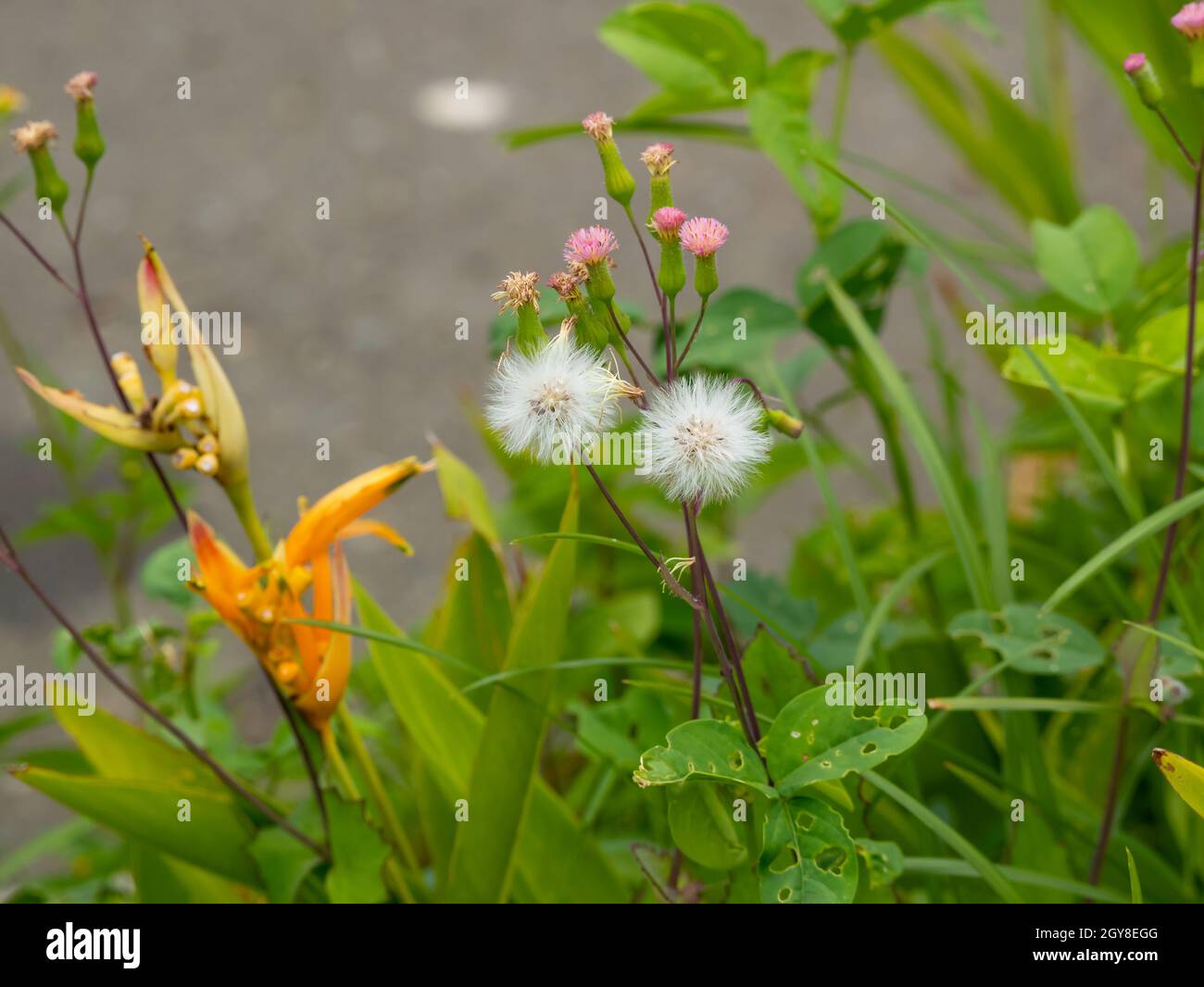 Plant (Emilia sonchifolia) with Very Fine White Petals in a Garden full ...