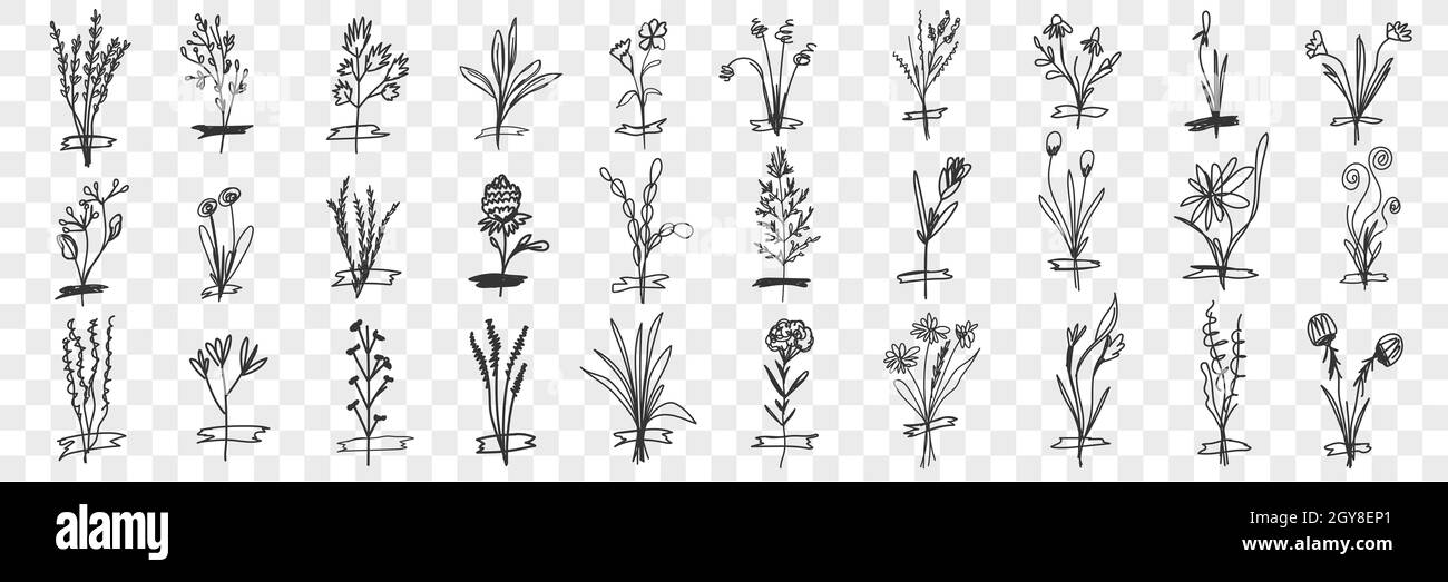 Blooming plants doodle set. Collection of hand drawn blooming plants ...