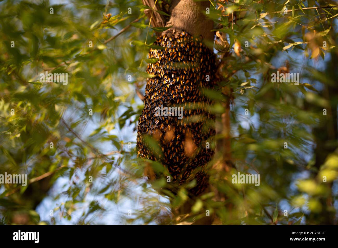 Honeybee swarm hanging on the tree, Swarm of bees building a new hive ...