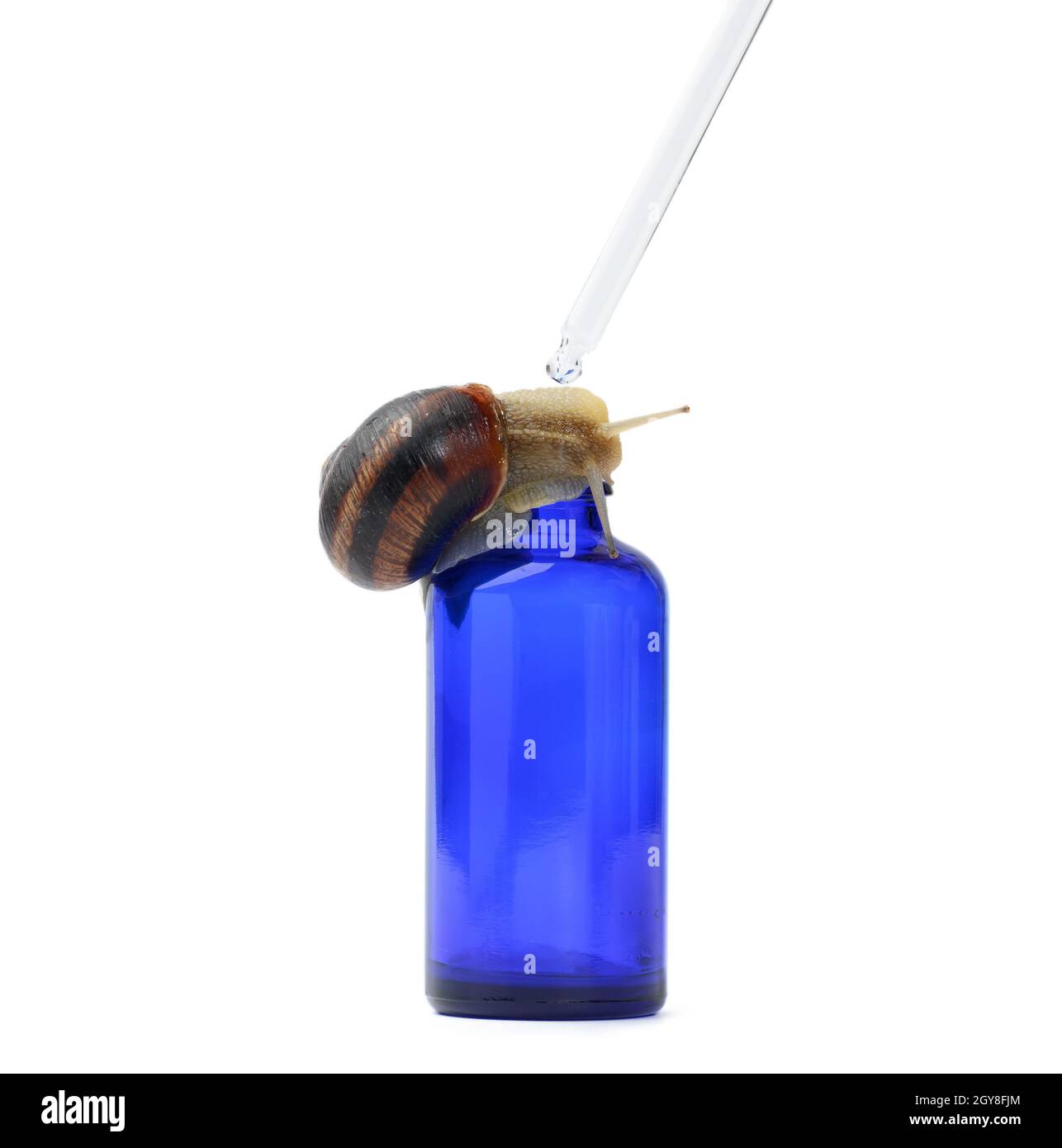 brown snail sits on a blue glass transparent bottle with a pipette ...
