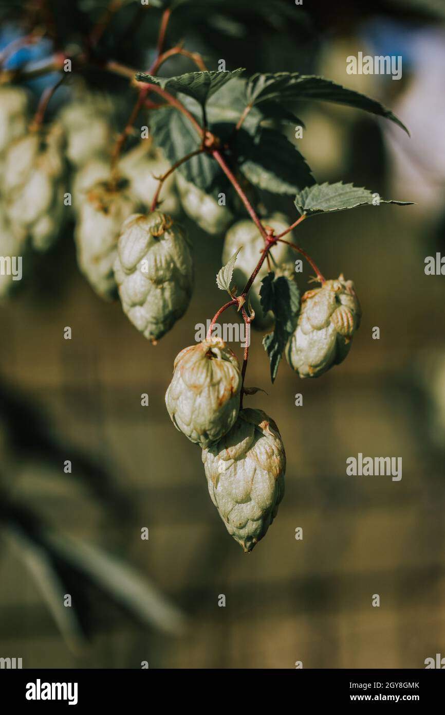 Closeup of Humulus Lupulus blossoms on the tree Stock Photo - Alamy