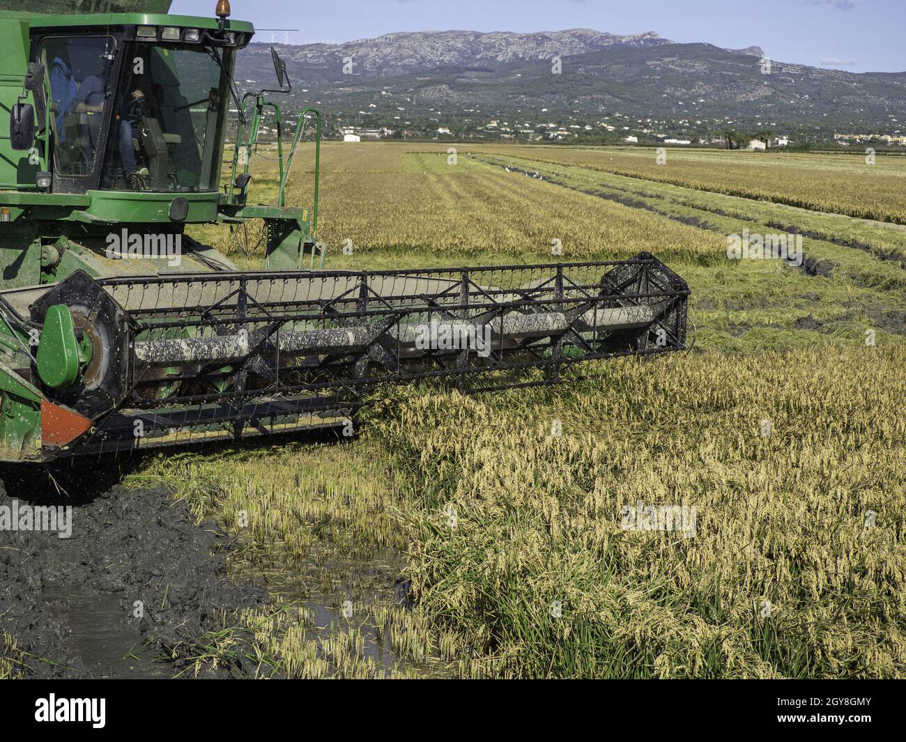 Combine harvester working a rice field hi-res stock photography and ...