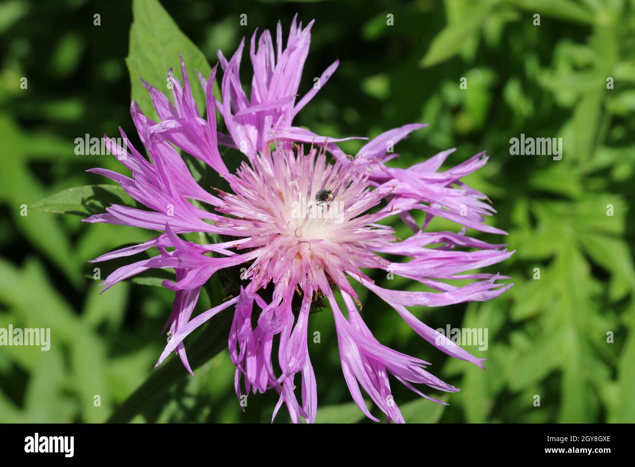 Pink centaurea flower with a white centre of unknown species in bright ...