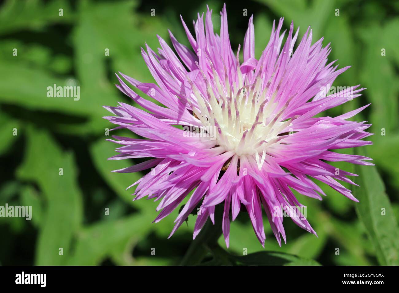 Pink centaurea flower with a white centre of unknown species in bright ...