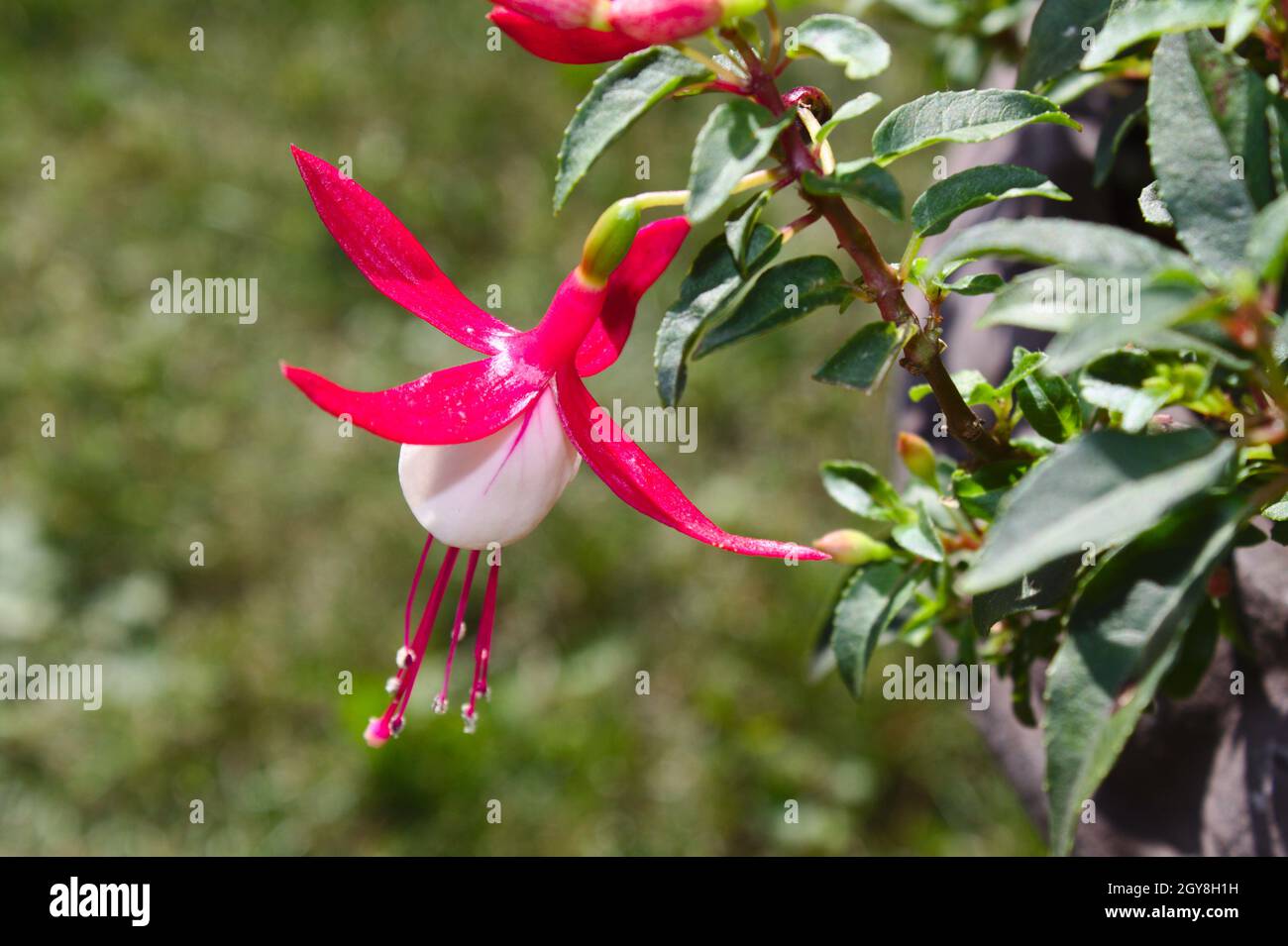 pink fuchsia in the garden Stock Photo - Alamy