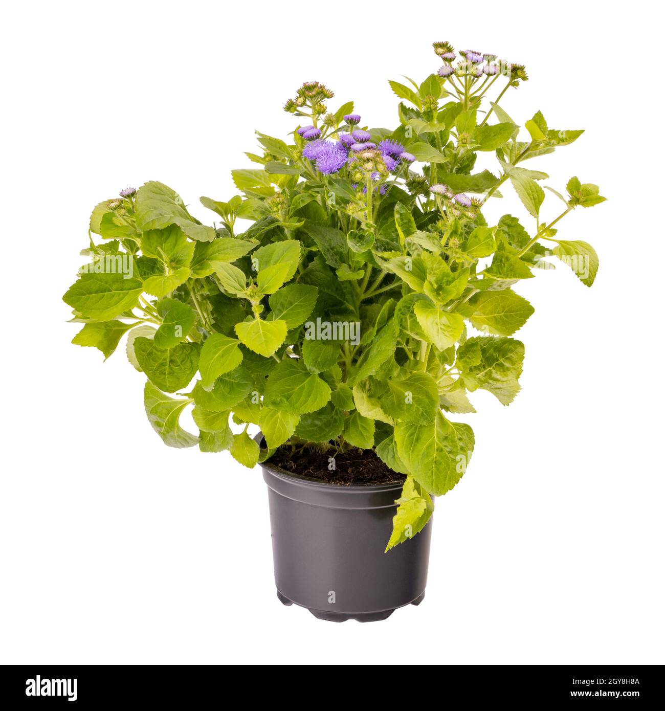 Ageratum houstonianum or floss flower in pot isolated on white ...