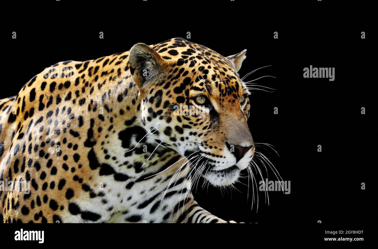 Beautiful leopard portrait, Panthera pardus, over black background ...
