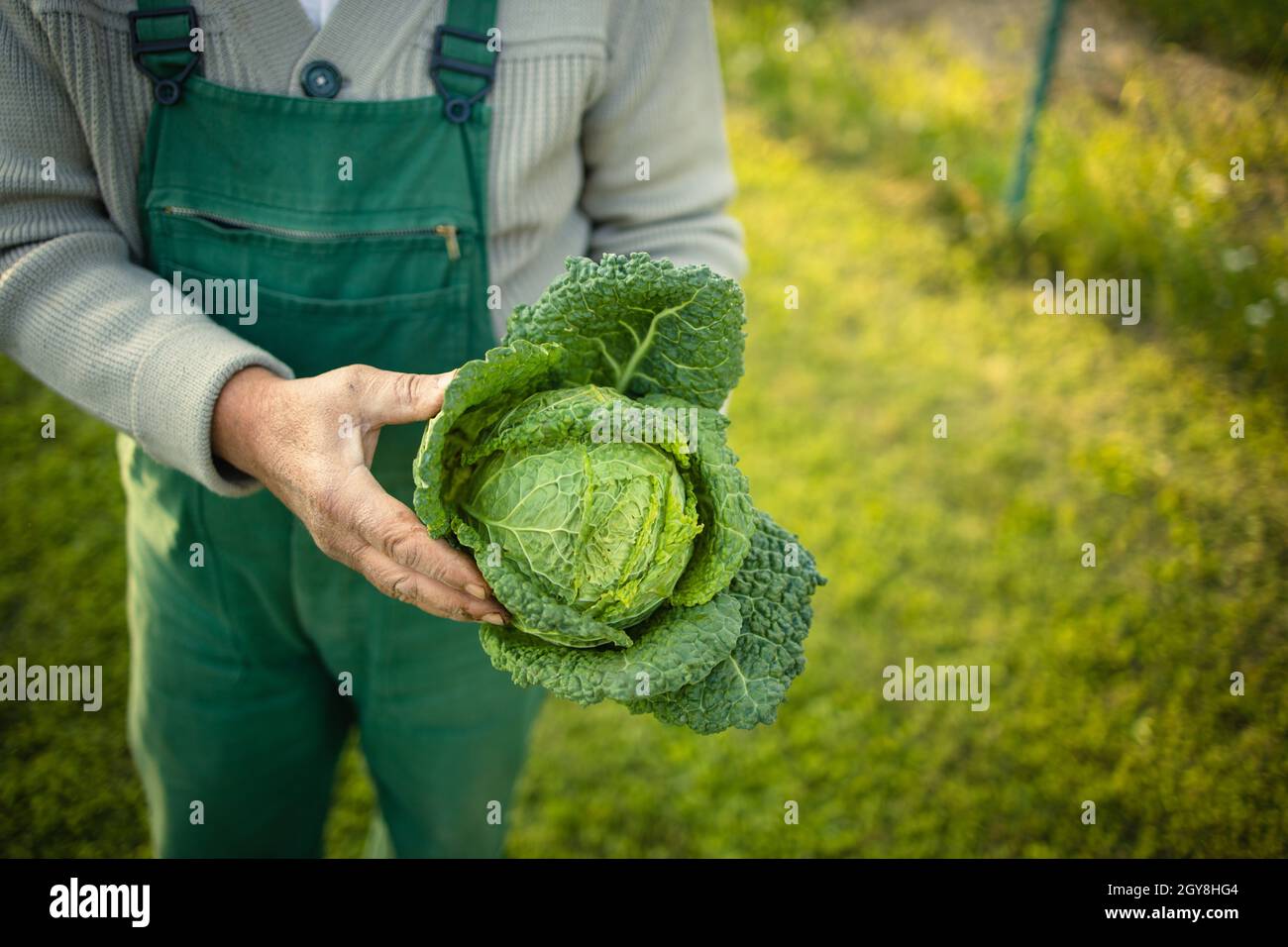 Senior gardener gardening in his permaculture garden - holding a ...